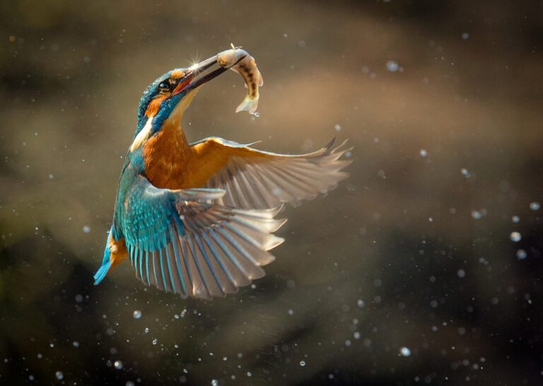 书馆 – 中国摄影出版社